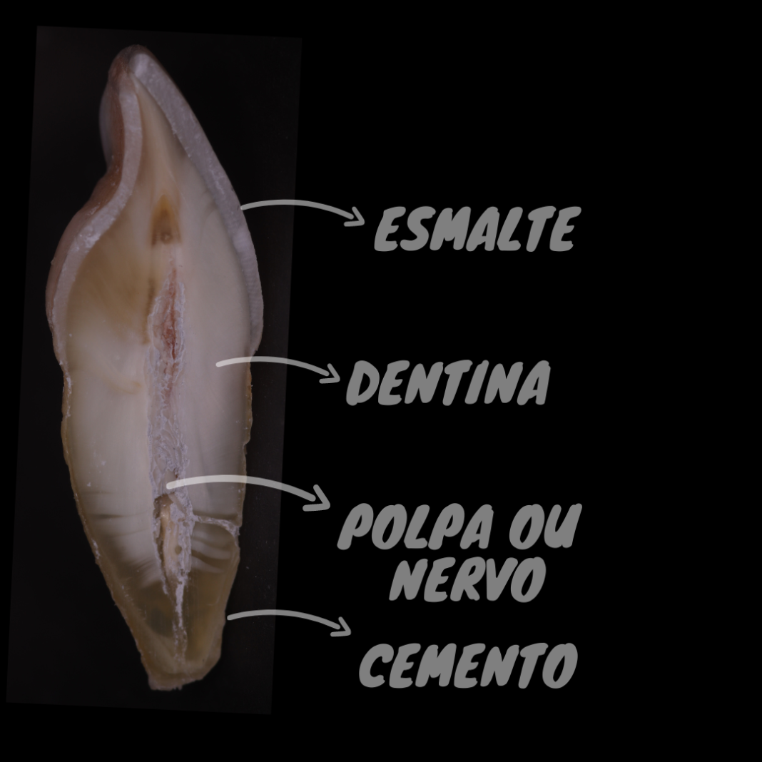 Entenda seu dente Mundo Odonto Entenda seu dente Mauricio Bernardes